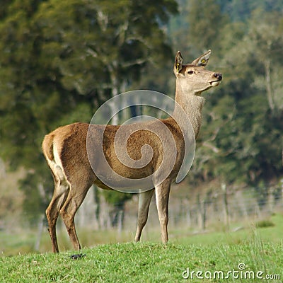 Red Deer Hind Stock Photo - Image: 2239510