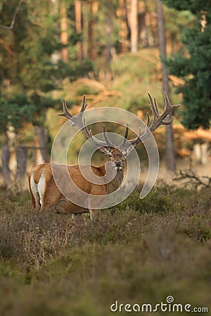 Red Deer Stag In Velvet Stock Photo - Image: 15374820