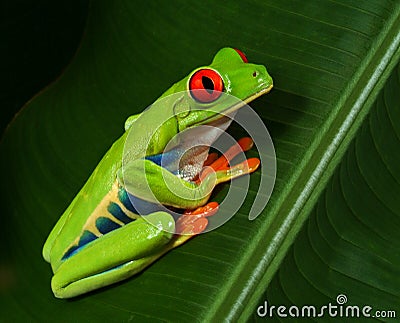 Red Eye Tree Frog Profile Stock Photos - Image: 594483