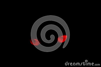 Red Eyes Of Cat On A Black Background.red Eye Effect Stock Image ...