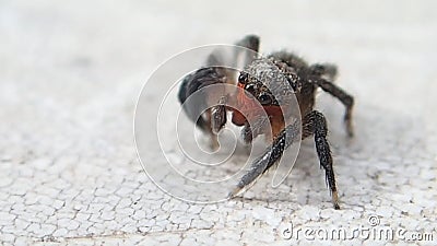 Red Face Jumping Spider Getting Cleaner Stock Video - Video of nature ...