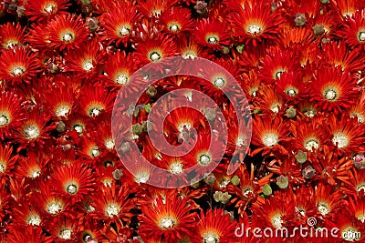 Red Flowers Royalty Free Stock Photos - Image: 9032618