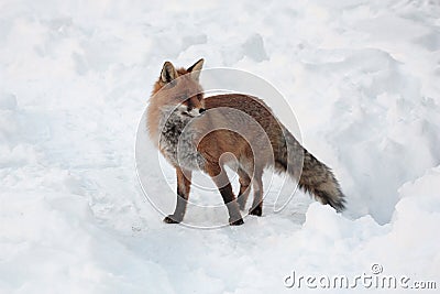 Red Fox Looking Back stock image. Image of mammal, foxes - 9152647