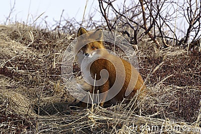 Red Fox Looking Back stock image. Image of mammal, foxes - 9152647