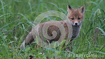 Red fox cubs cuddling stock video. Video of look, outdoors - 45588171