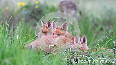 Red Fox Cubs Playing with the Sheep`s Clothing in the Tall Grass ...