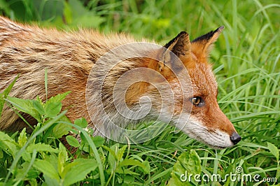Red Fox Hunting Royalty Free Stock Photo - Image: 12532345