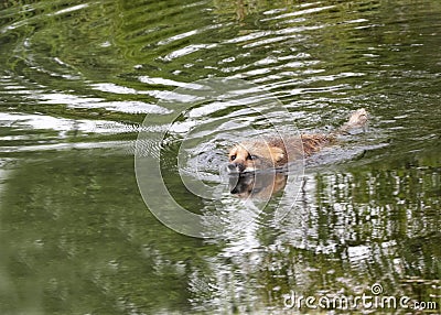 Red Fox Swimming Royalty-Free Stock Image | CartoonDealer.com #43522750