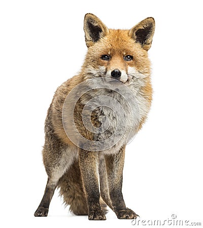 Red Fox, Vulpes Vulpes, Standing, Isolated Stock Photos - Image: 32485023