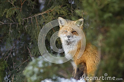 Red Fox Looking Back stock image. Image of mammal, foxes - 9152647