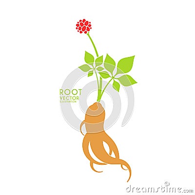 Ginseng stock vector. Illustration of medicine, asian - 56440078