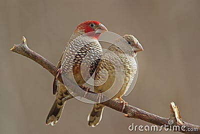 Red-headed Finches Stock Photo - Image: 7769300