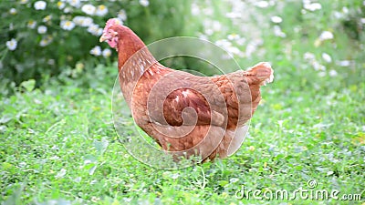Red Hen Eating Grass in Nature Stock Video - Video of greyhen, colorful ...