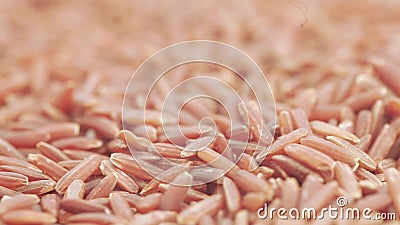 Red Kernel Rice in bulk stock video. Video of healthy - 112477533