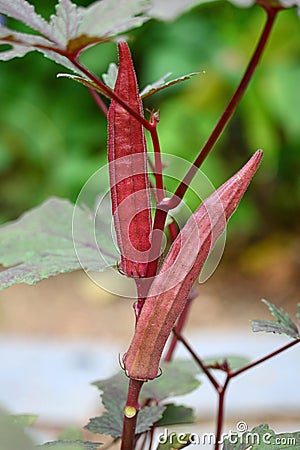 Red Lady Finger Plants Royalty Free Stock Images - Image: 28726259