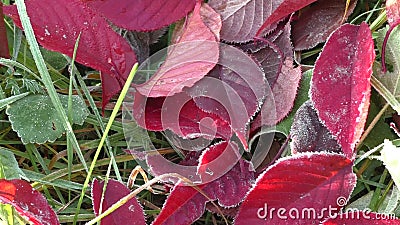 Red Leaves Falling from Trees Stock Video - Video of frost, wind: 61511995