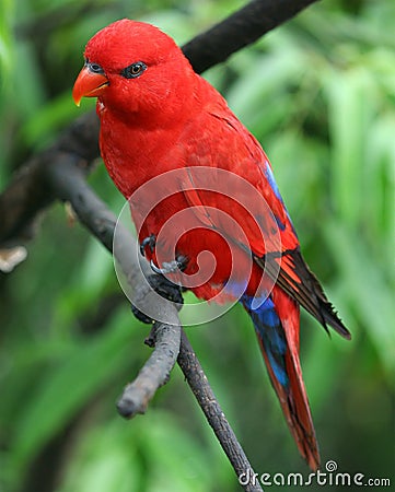 Red Lory Royalty Free Stock Photos - Image: 691958