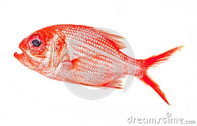 Red Nanigi Fish. Australia. Stock Photo - Image: 58150422