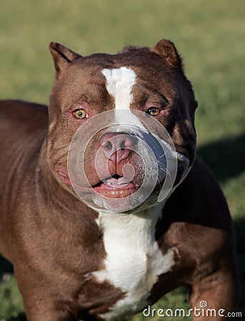 Red Nose Pitbull Portrait Stock Photo - Image: 27017970