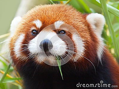 Red Panda Stock Photo - Image: 11933310