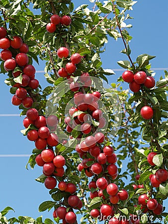 Red Plums On Tree Royalty Free Stock Images - Image: 10953789