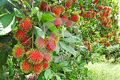 Rambutan stock photo. Image of thailand, agriculture - 42572430