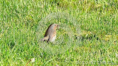 Red Robin with Leather Jacket Grub in Donegal, Ireland Stock Video ...