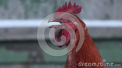 Red Rooster Crowing Slow Motion Stock Video - Video of call, animal ...