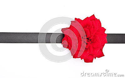 Red Rose With Black Ribbon Stock Image - Image: 15449541