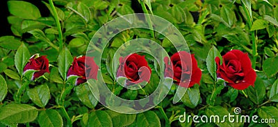 Red Rose Blooming Stock Image - Image: 10753201