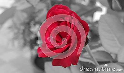 Red Rose Color Splash In Landscape Royalty-Free Stock Photo ...