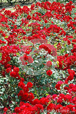 Red Rose Garden Royalty Free Stock Images - Image: 14943299