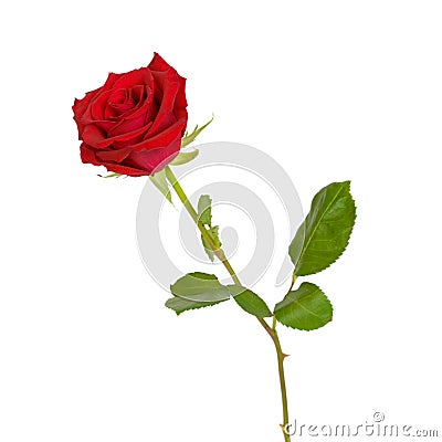 Red Rose Isolated On White - Side View Stock Photo - Image: 39197660