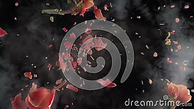 Red Rose in Liquid Nitrogen Drops and Destroyed in Slow Motion Stock ...