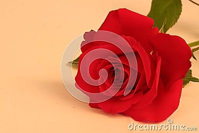 Red Rose In Soft Focus On Buff Background Royalty-Free Stock ...