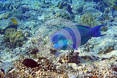 Red Sea Steephead Parrotfish Chlorurus Gibbus Stock Photography ...