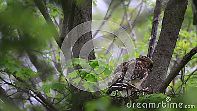 Red-shouldered Hawk in Its Nest during Nesting Stock Footage - Video of ...