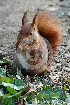 Red Squirrel Eating A Hazelnut Royalty Free Stock Photo - Image: 3211295