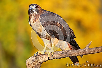 Red-tailed Hawk Sitting On A Stick Stock Photography | CartoonDealer ...