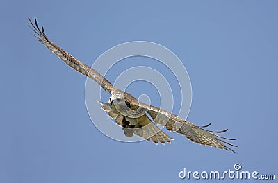 Red-tailed Hawk Soaring Royalty Free Stock Photos - Image: 6535108