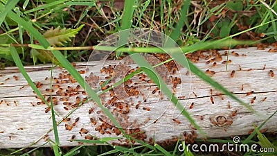 Red termites on the wood. stock video. Video of colony - 282728167