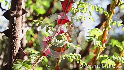 Red thorns of rose stock footage. Video of outdoor, defence - 163559884