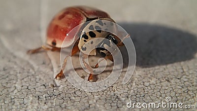 Red and White Ladybug Cleaning Its Legs Stock Video - Video of white ...