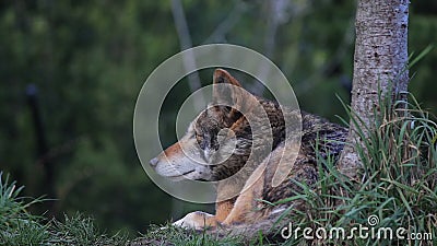 Red wolf laying under tree stock footage. Video of predator - 111163910