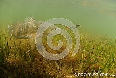 Redfish In Ocean Chasing Lure Stock Image - Image: 29140741