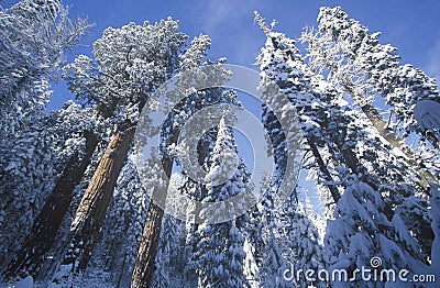Redwoods Covered In Snow, Stock Photo - Image: 26259580