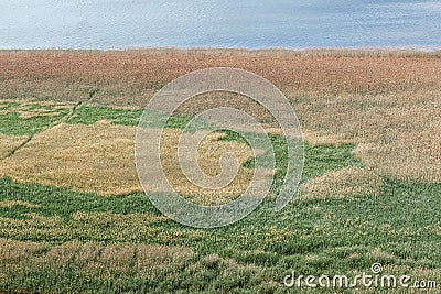 Reed Marshes Top View Stock Photo - Image: 67171011
