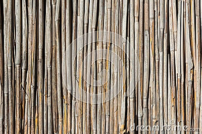Reed Texture Royalty-Free Stock Photography | CartoonDealer.com #43135103