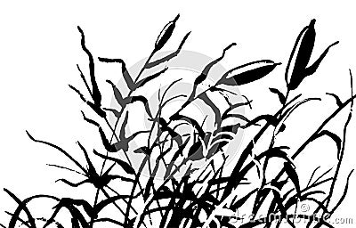 Reed Vector Illustration. | CartoonDealer.com #71738735