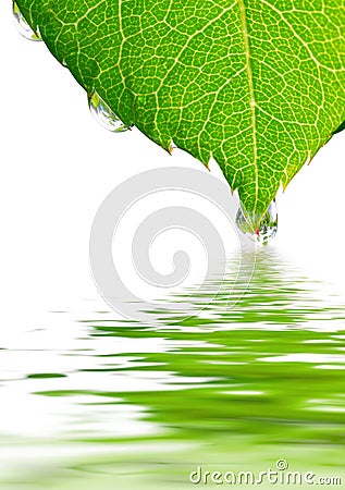 Green Leaf Over Water Reflection Stock Photo - Image of freshness ...